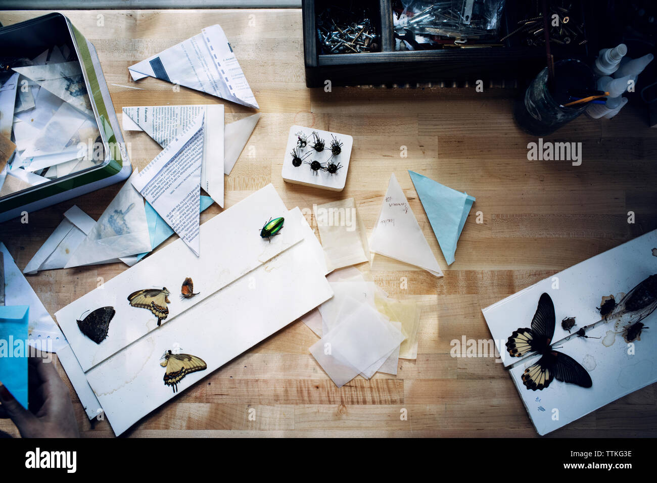 Table insects hi-res stock photography and images - Alamy