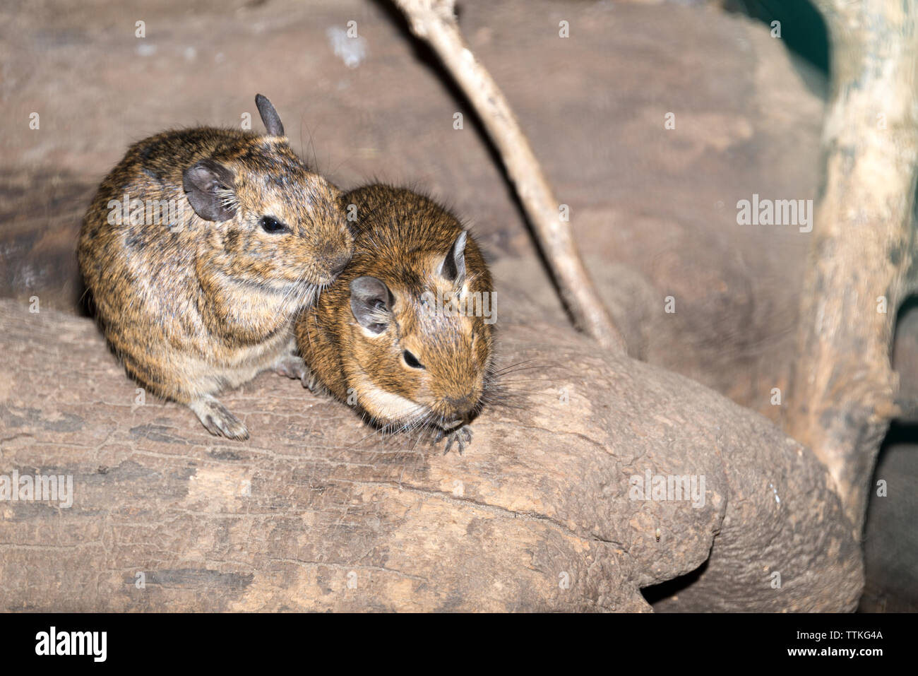 Common Degu (Octodon degus Stock Photo - Alamy