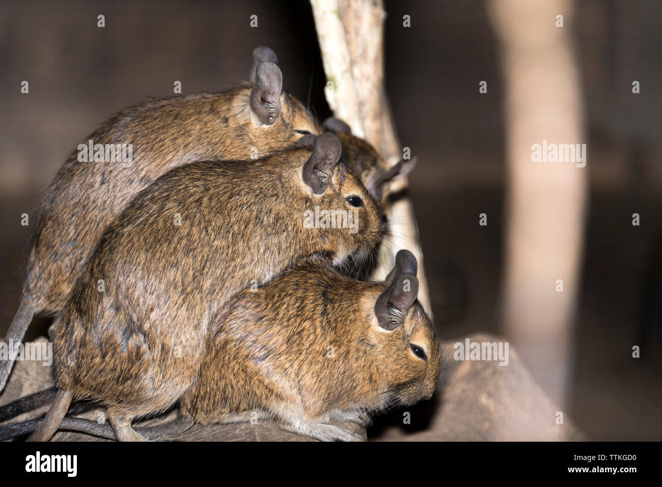 Common Degu (Octodon degus Stock Photo - Alamy
