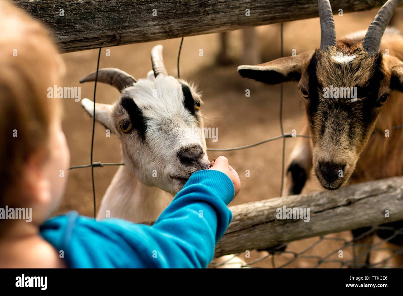 Close-up of boy feeding goat through fence at farm Stock Photo - Alamy