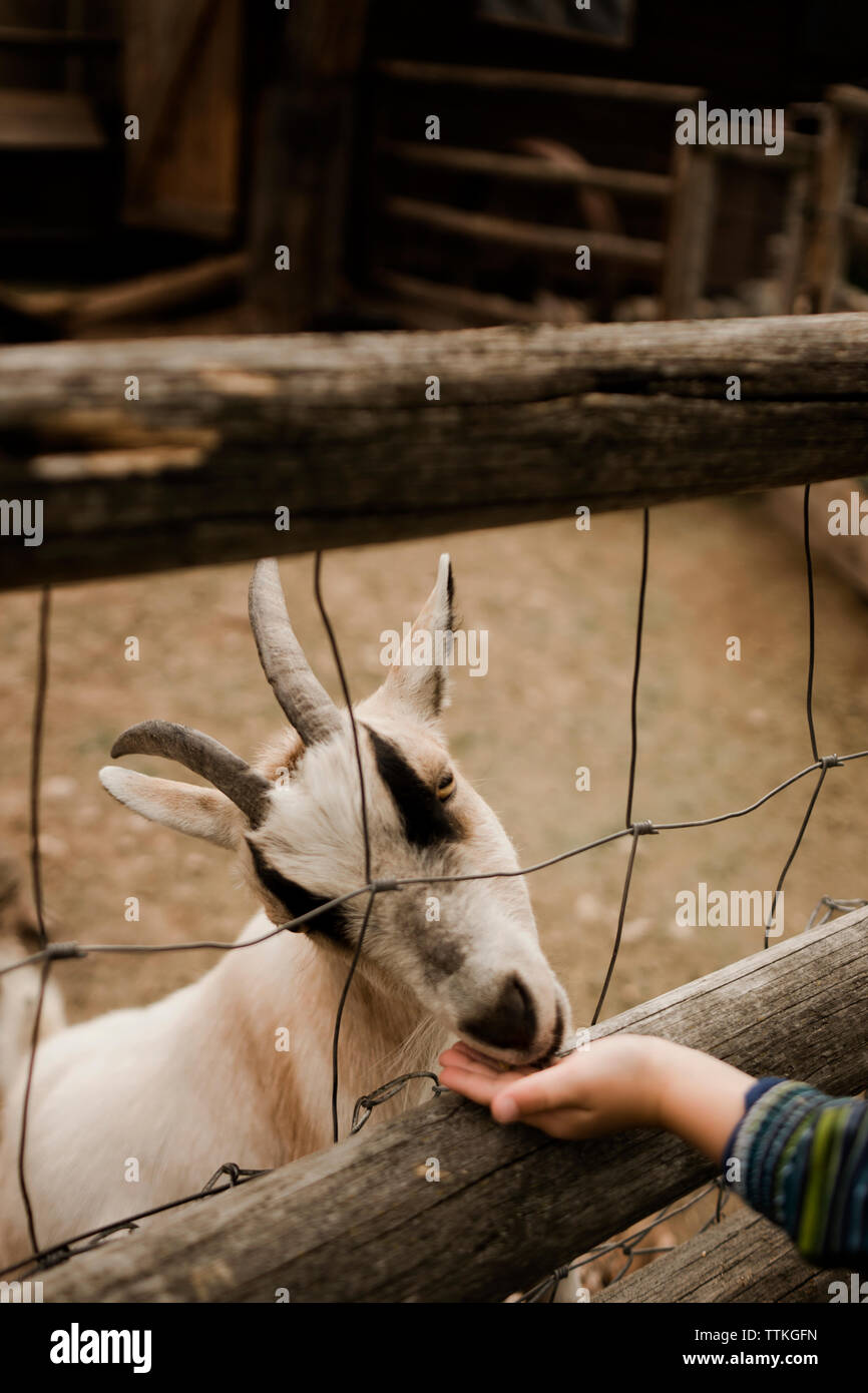 Boy with farm animals hi-res stock photography and images - Alamy