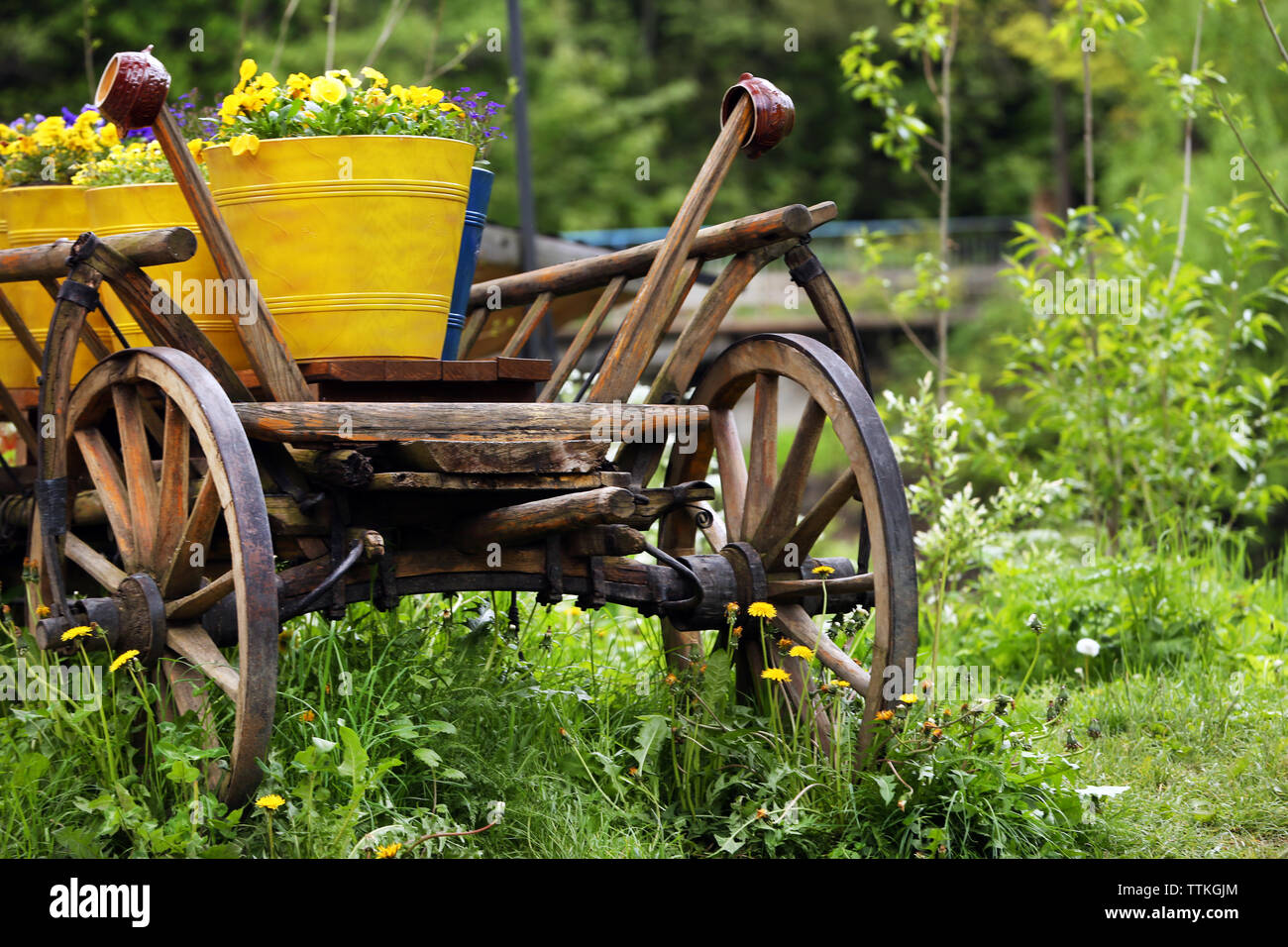 Yellow buckets with flowers in wooden cart Stock Photo - Alamy