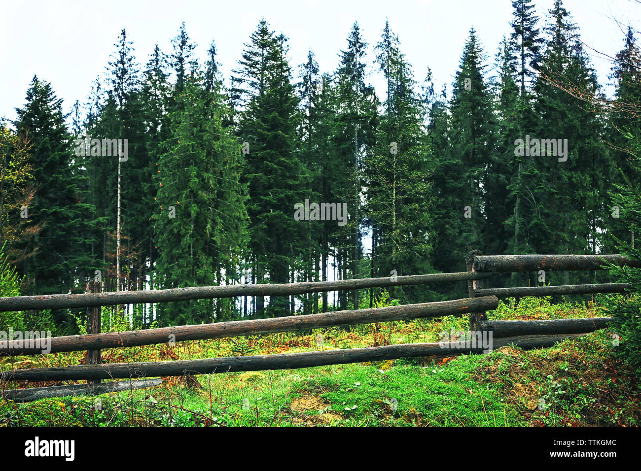 Summer forest on mountain slopes Stock Photo - Alamy
