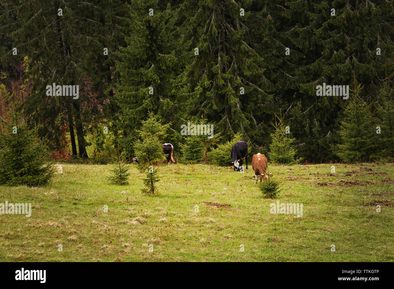 Cows on mountain meadow Stock Photo - Alamy