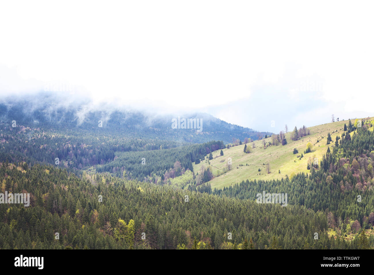 Summer forest on mountain slopes Stock Photo - Alamy