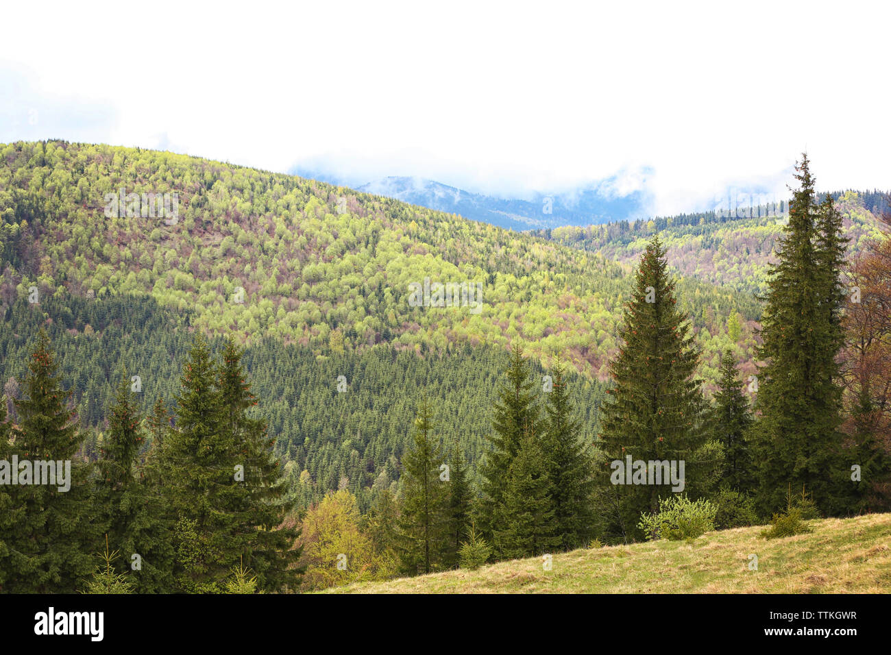 Summer forest on mountain slopes Stock Photo - Alamy