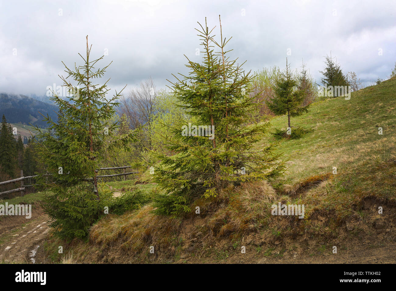 Summer forest on mountain slopes Stock Photo - Alamy