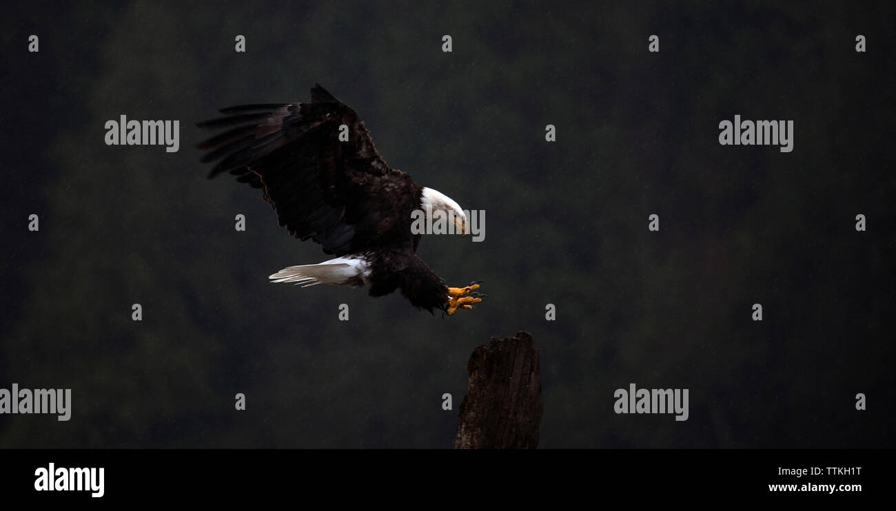 Close-up of Bald eagle flying Stock Photo - Alamy