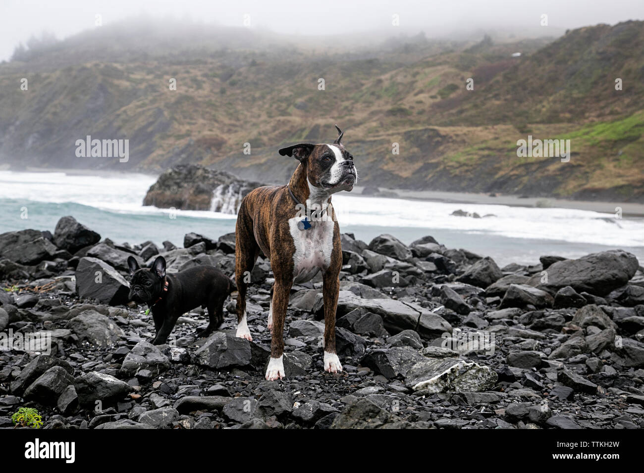 Dogs standing on rocks at beach Stock Photo - Alamy