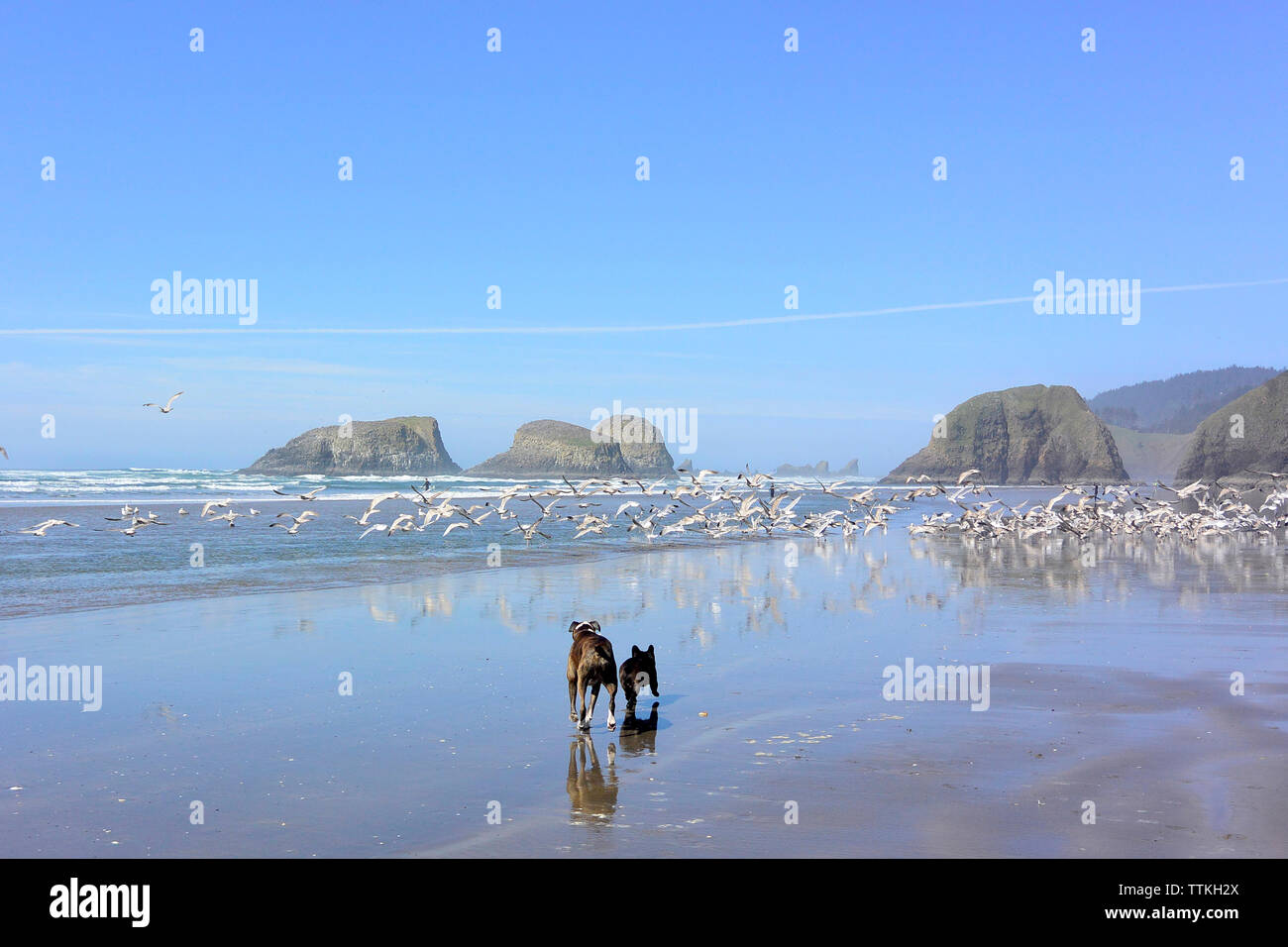Rear view of dogs running while birds flying at beach against blue sky ...