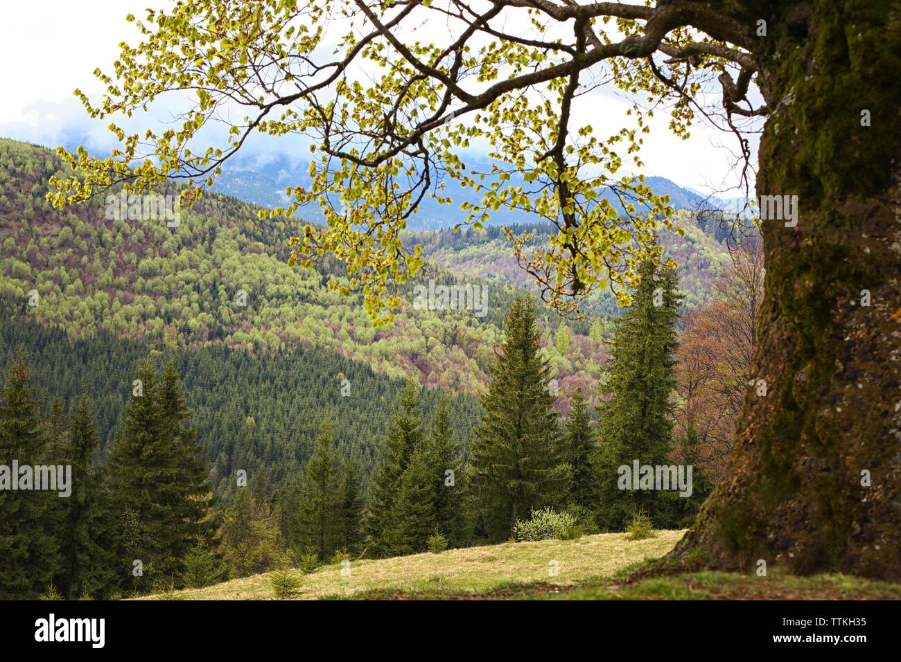 Summer forest on mountain slopes Stock Photo - Alamy
