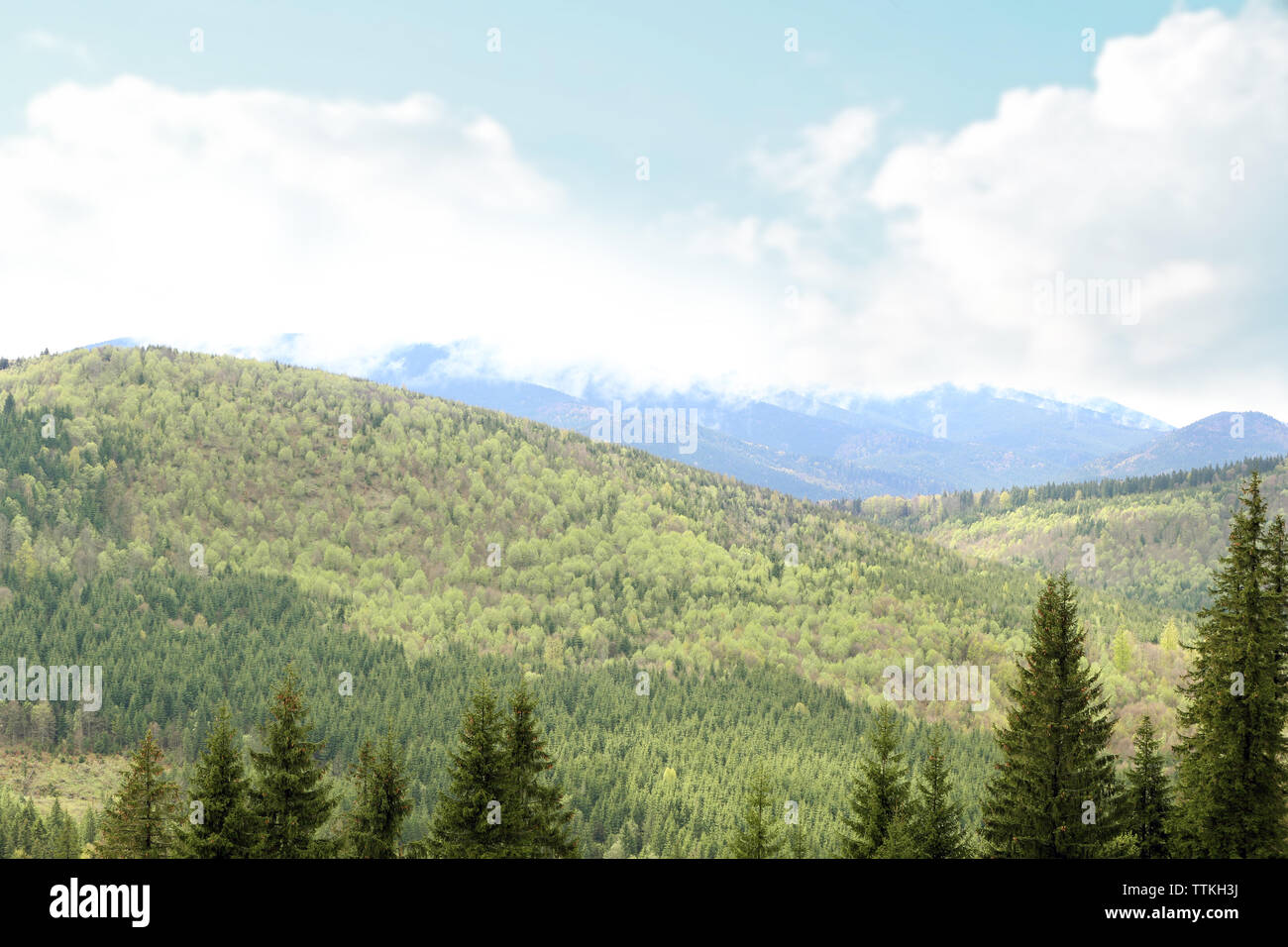 Summer forest on mountain slopes Stock Photo - Alamy