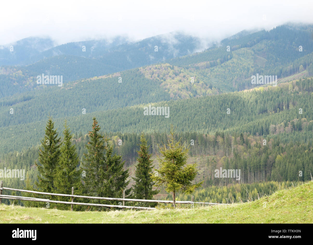 Summer forest on mountain slopes Stock Photo - Alamy