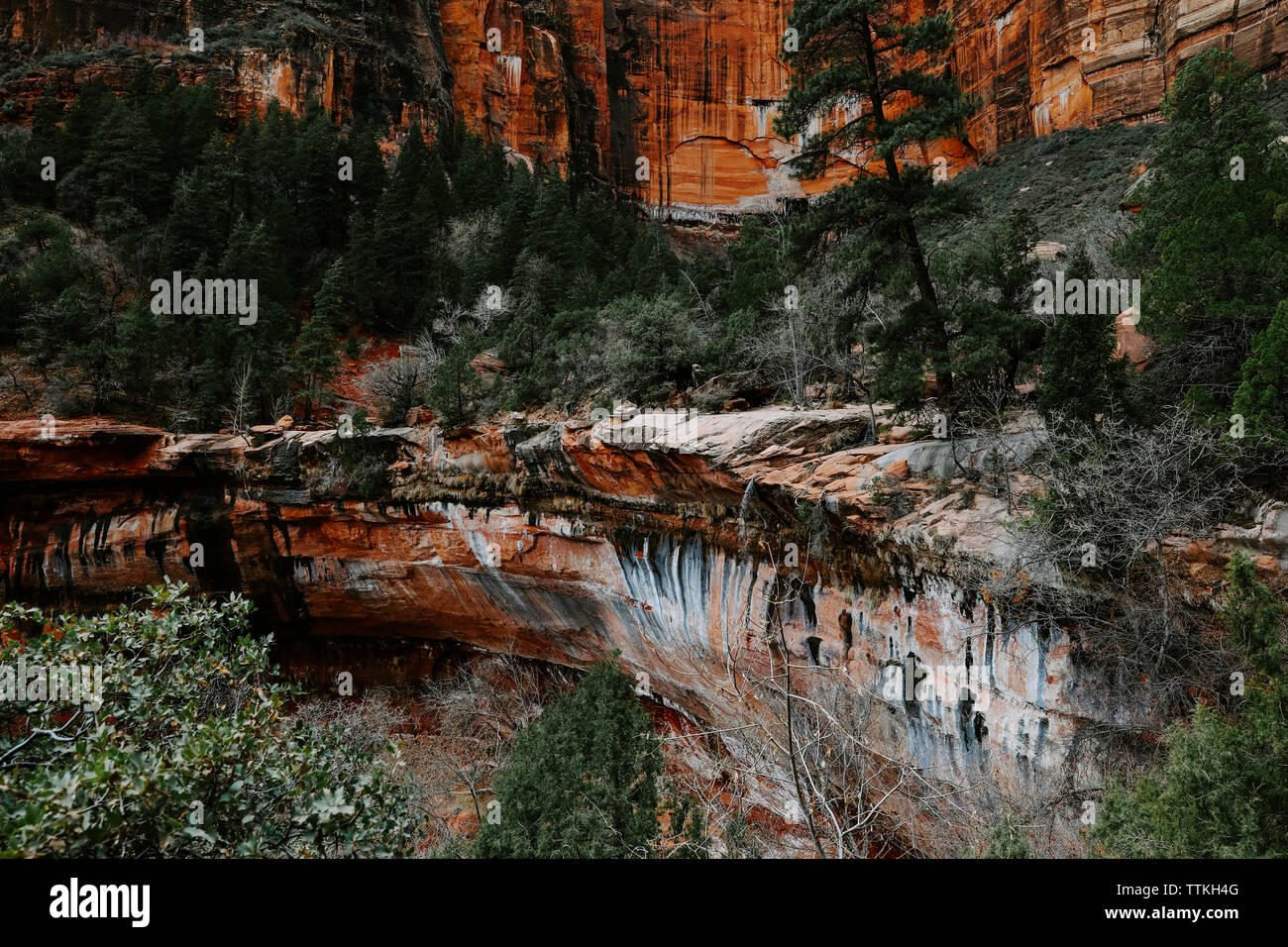 Plants and trees growing on rock formation at Zion National Park Stock ...