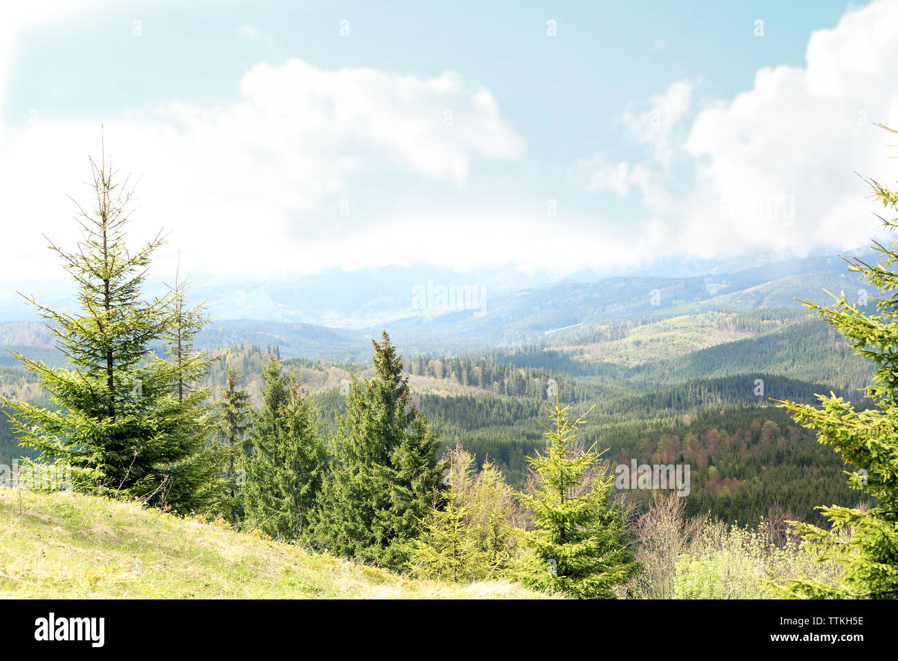 Summer forest on mountain slopes Stock Photo - Alamy