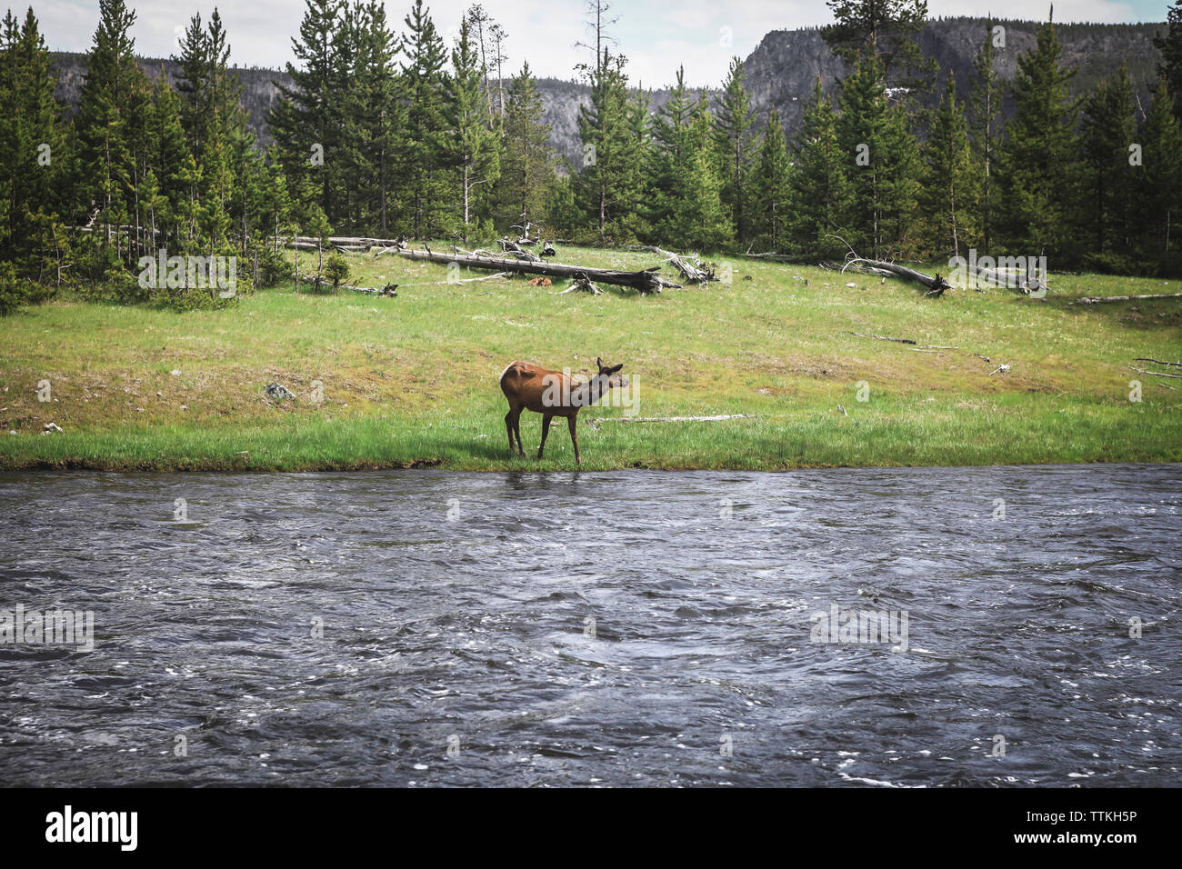 Deer standing by river in forest at Yellowstone National Park Stock ...