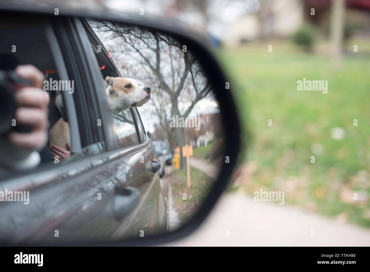 Dog seen through side window hi-res stock photography and images - Alamy