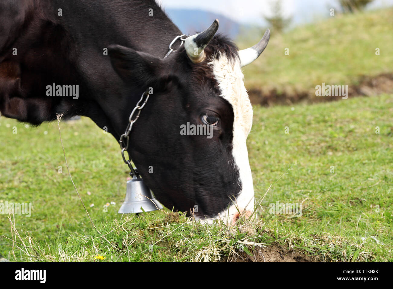 Cow grazing on mountain meadow Stock Photo - Alamy