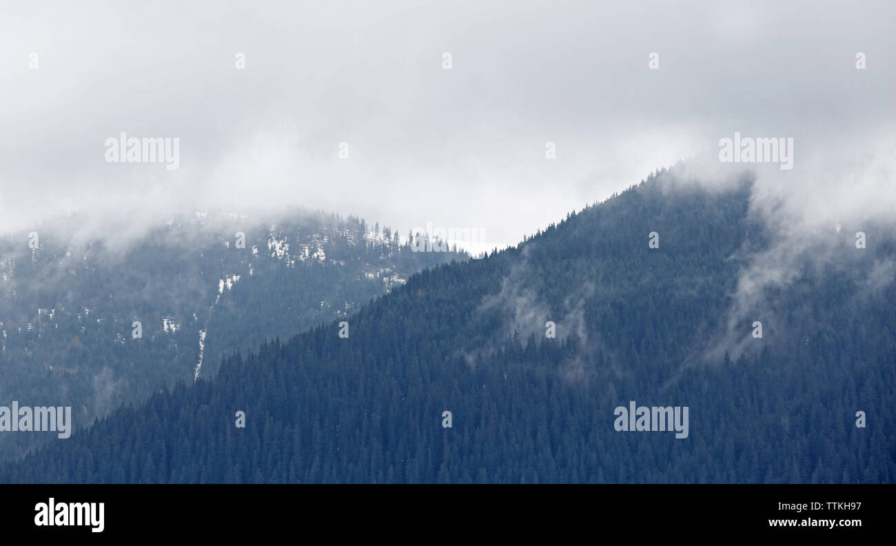 Summer forest on mountain slopes Stock Photo - Alamy