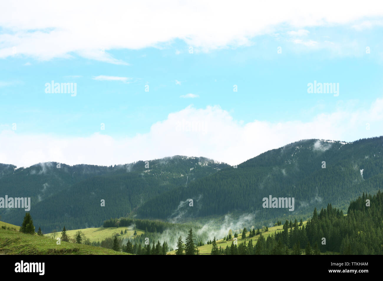 Summer forest on mountain slopes Stock Photo - Alamy