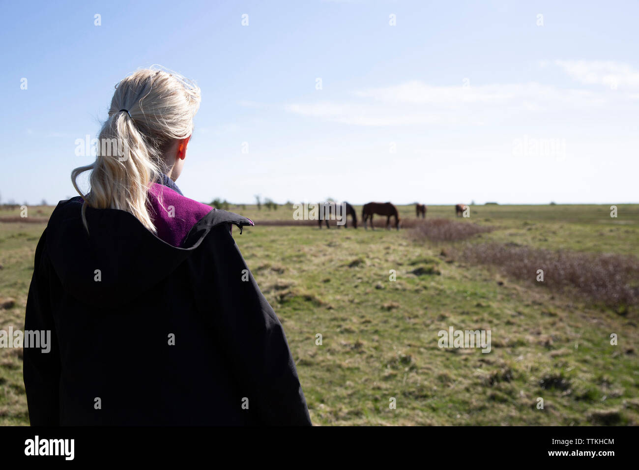 Rear View Of Horses High Resolution Stock Photography and Images - Alamy