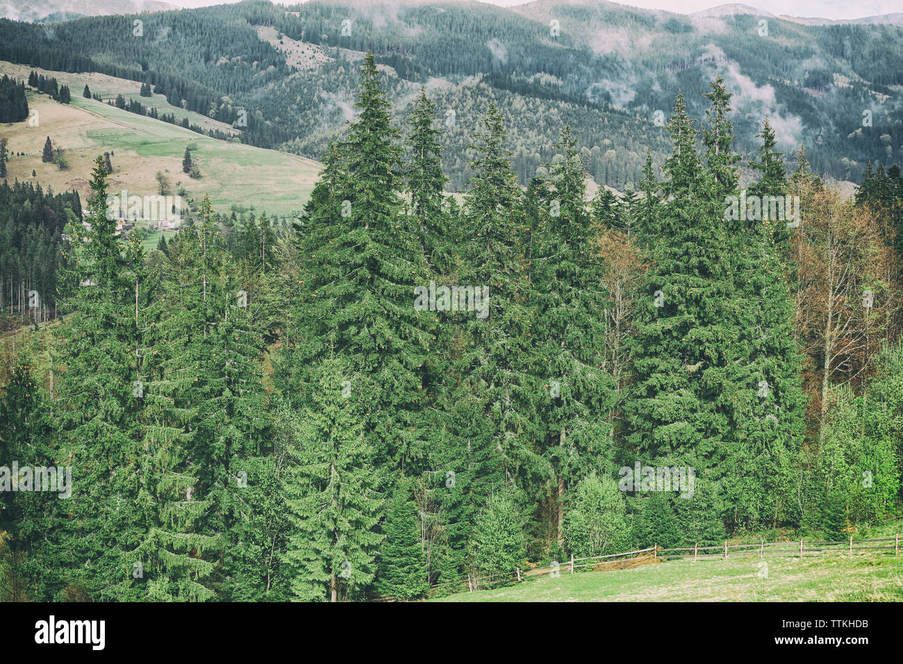 Summer forest on mountain slopes Stock Photo - Alamy