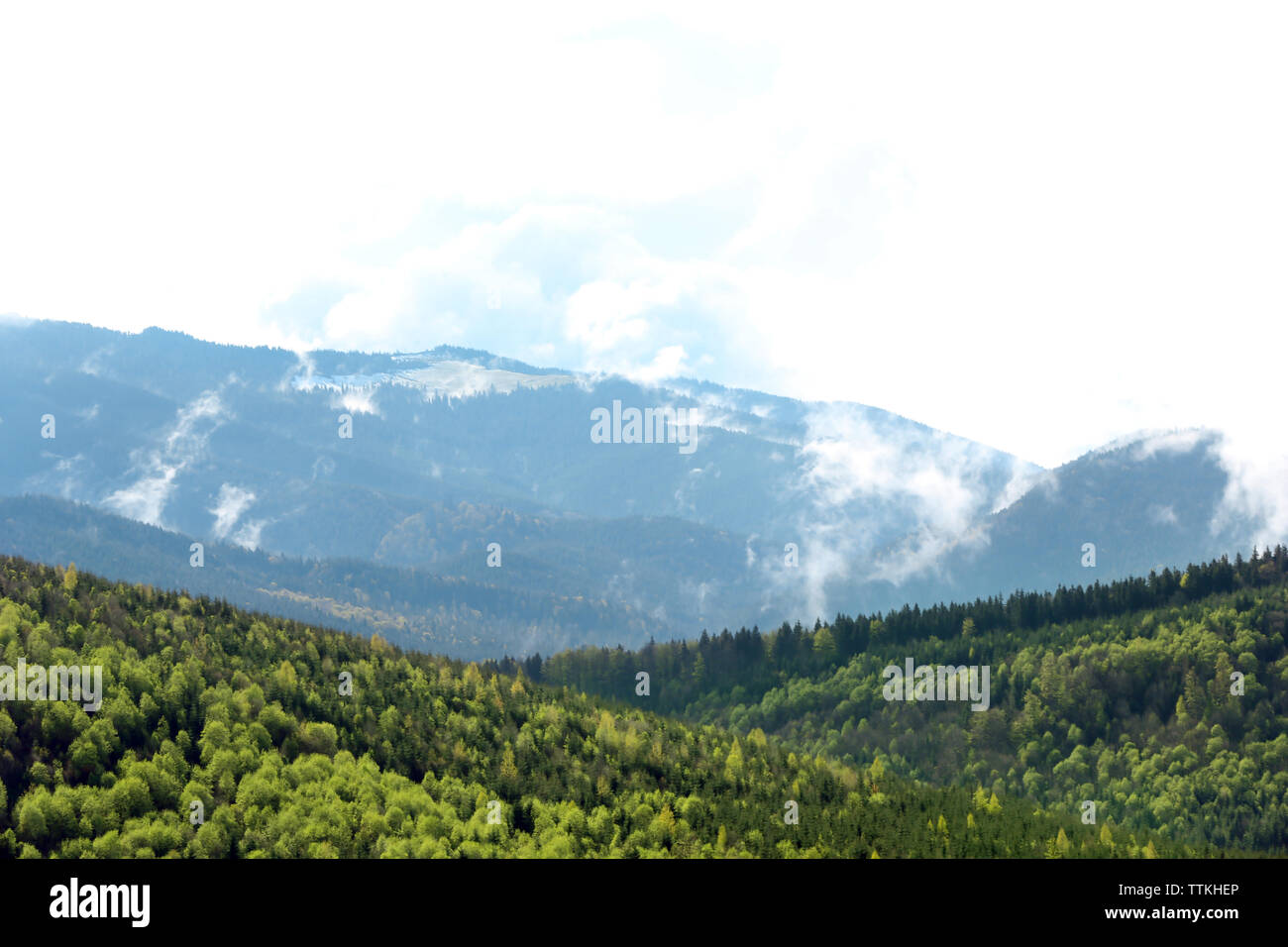 Summer forest on mountain slopes Stock Photo - Alamy