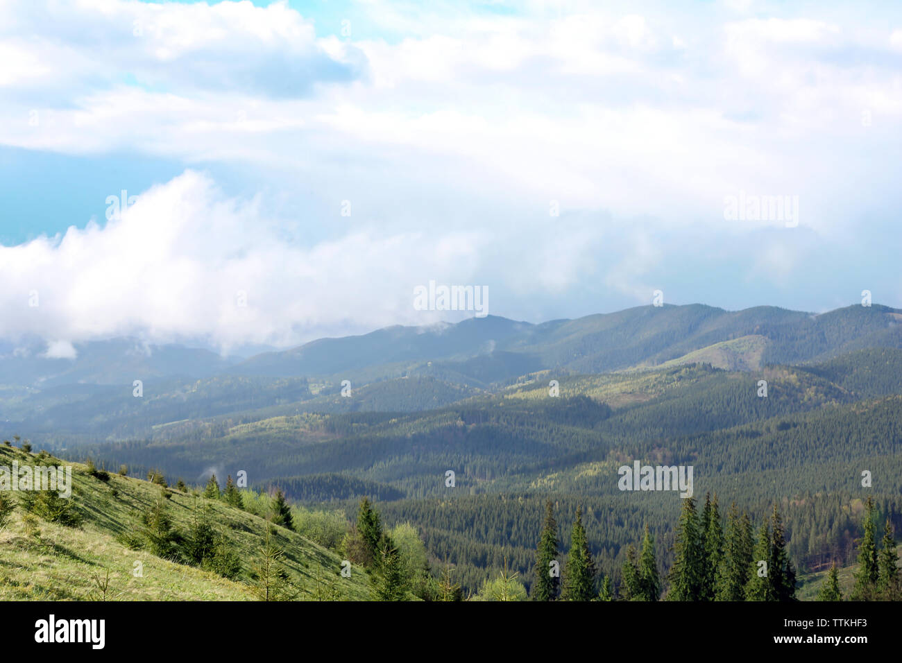 Summer forest on mountain slopes Stock Photo - Alamy