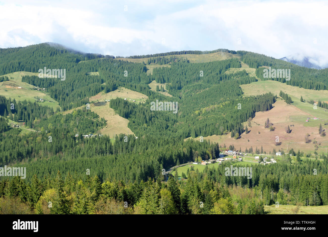 Summer forest on mountain slopes Stock Photo - Alamy