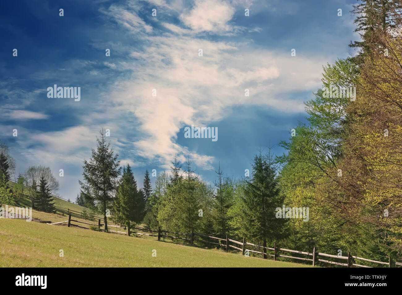Summer forest on mountain slopes Stock Photo - Alamy