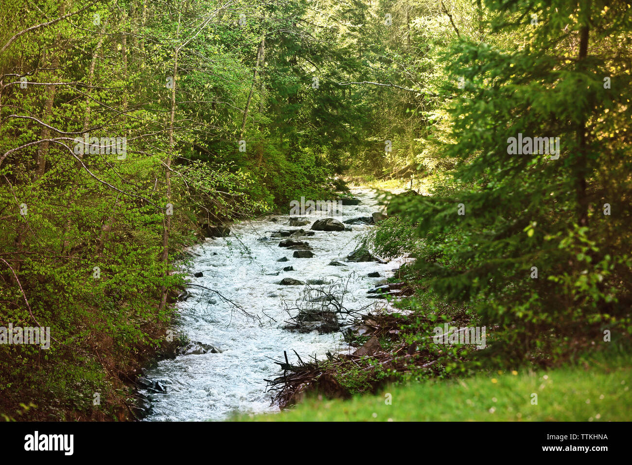 Wide stream in mountain forest Stock Photo - Alamy