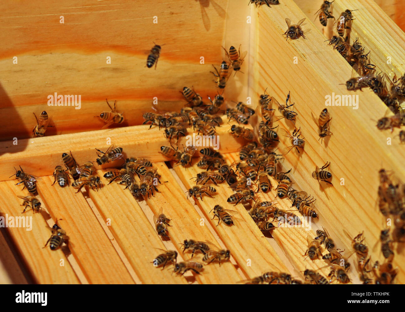 Top of feeder hi-res stock photography and images - Alamy