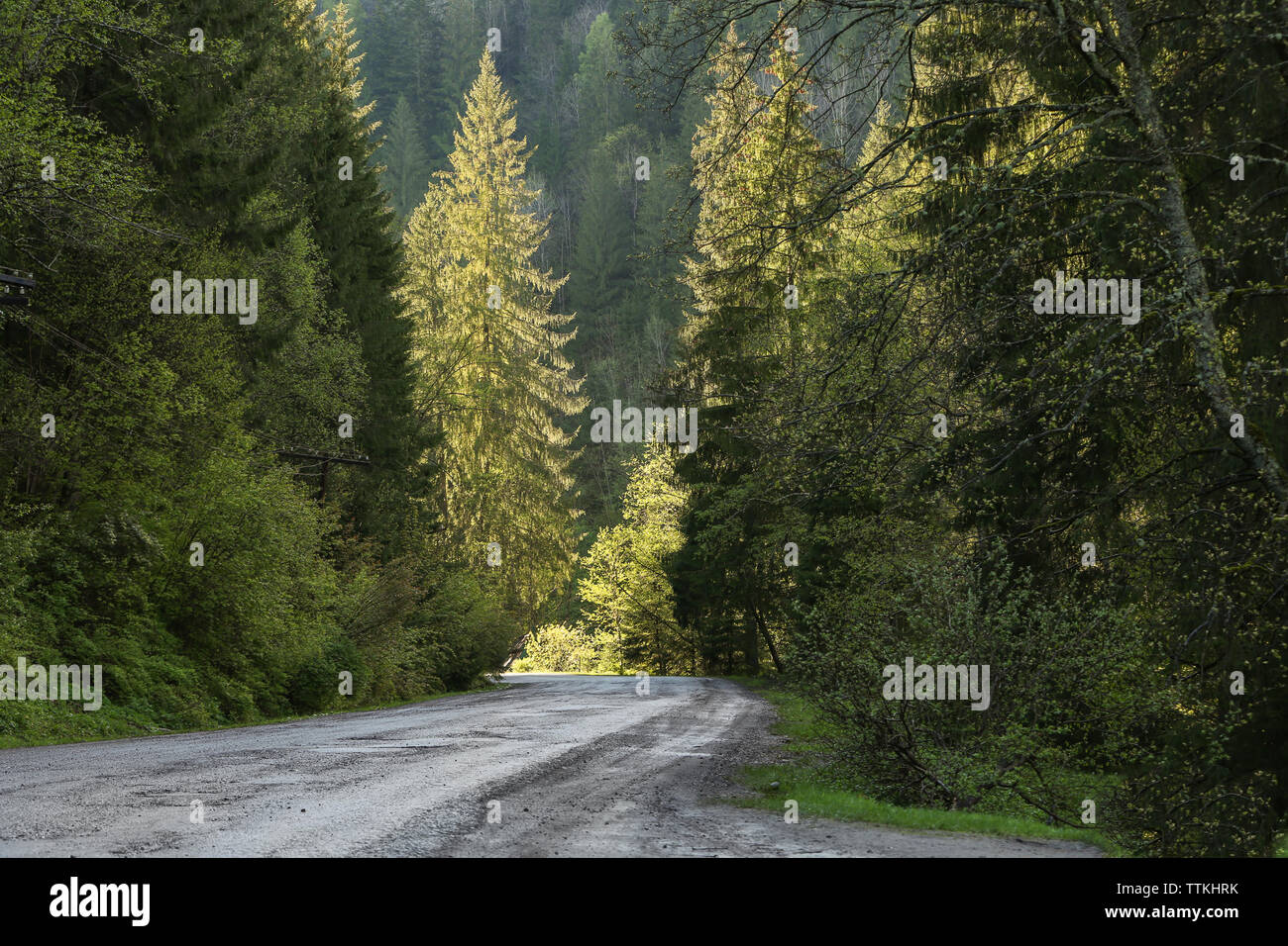 Pathway in mountain forest Stock Photo - Alamy