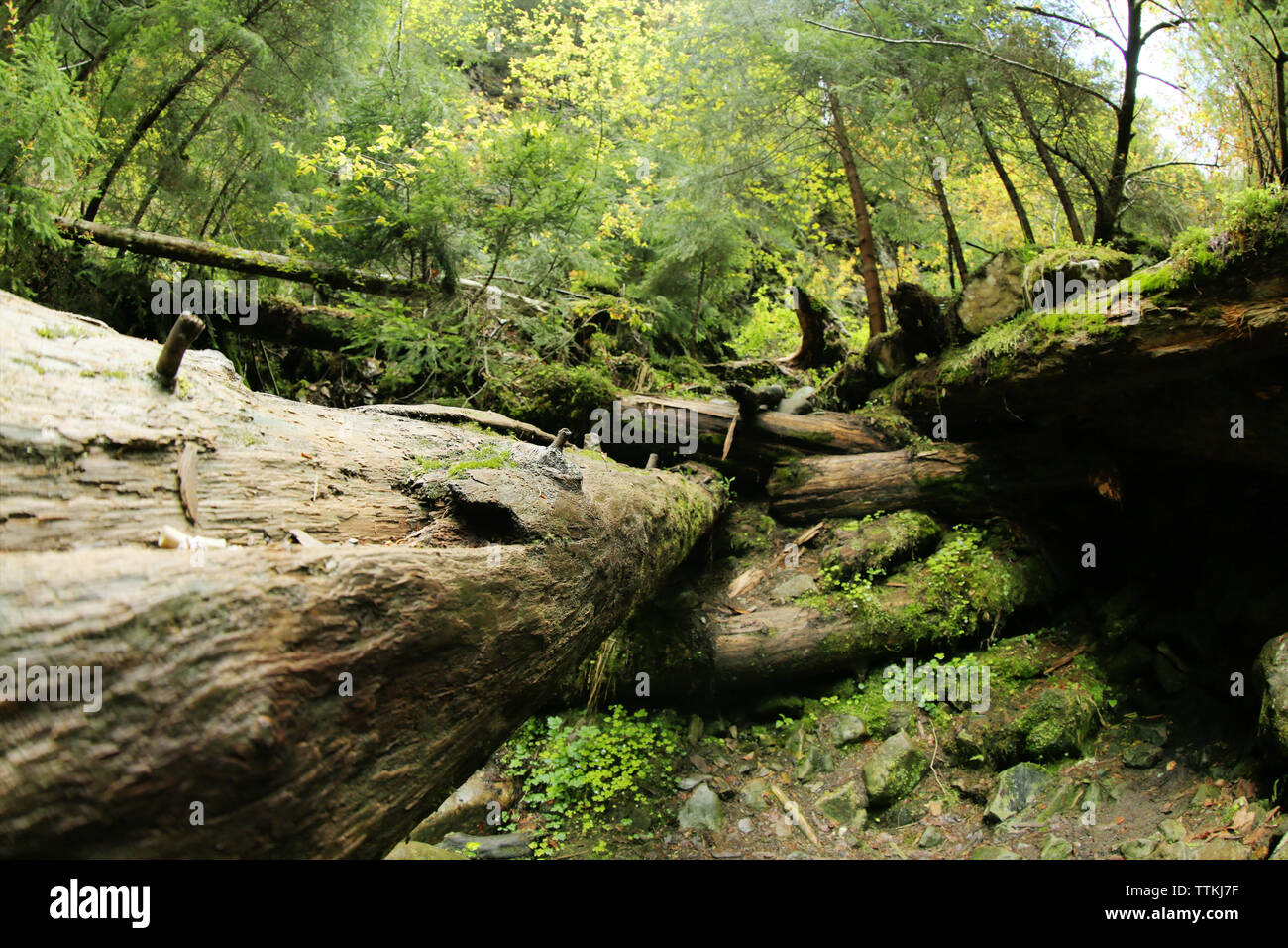 Picturesque Carpathian landscapes Stock Photo - Alamy