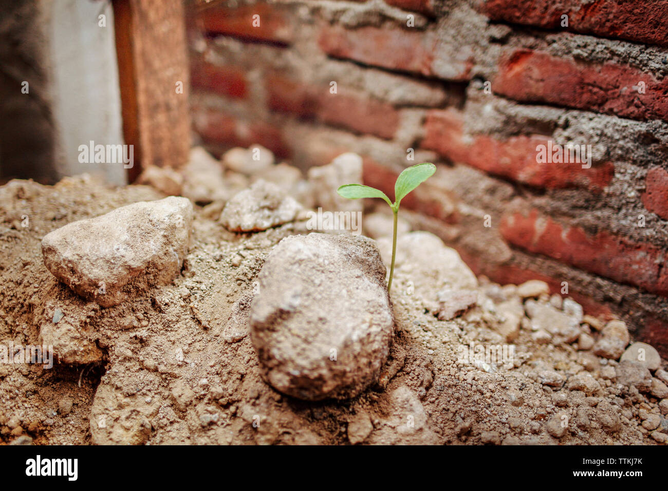 Seedling rock hi-res stock photography and images - Alamy