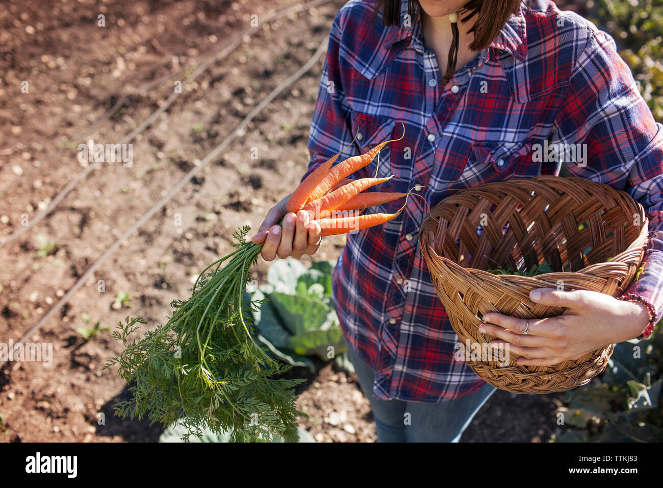 Midsection of woman holding fresh carrots while carrying basket on ...