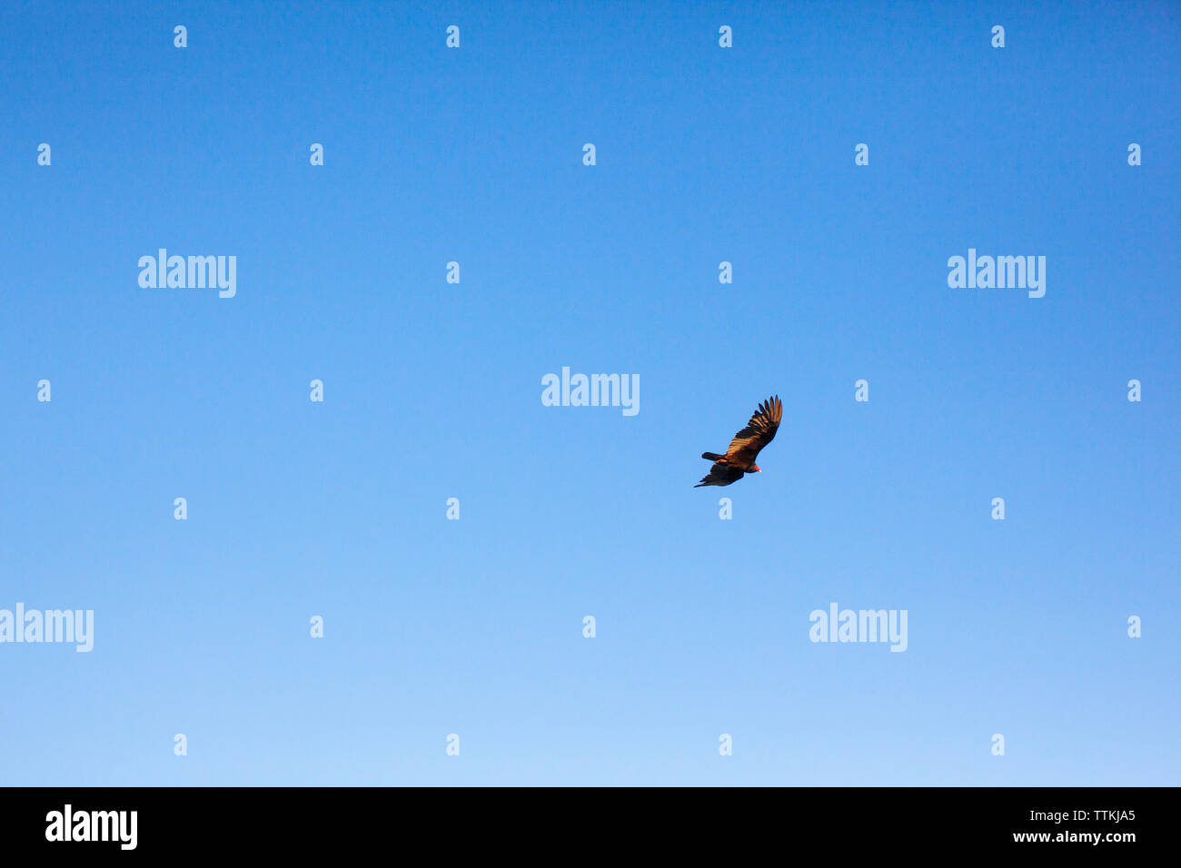Flying bird in clear blue sky hi-res stock photography and images - Alamy