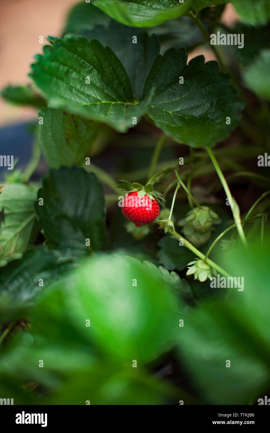 Close-up of strawberry growing on plant Stock Photo - Alamy