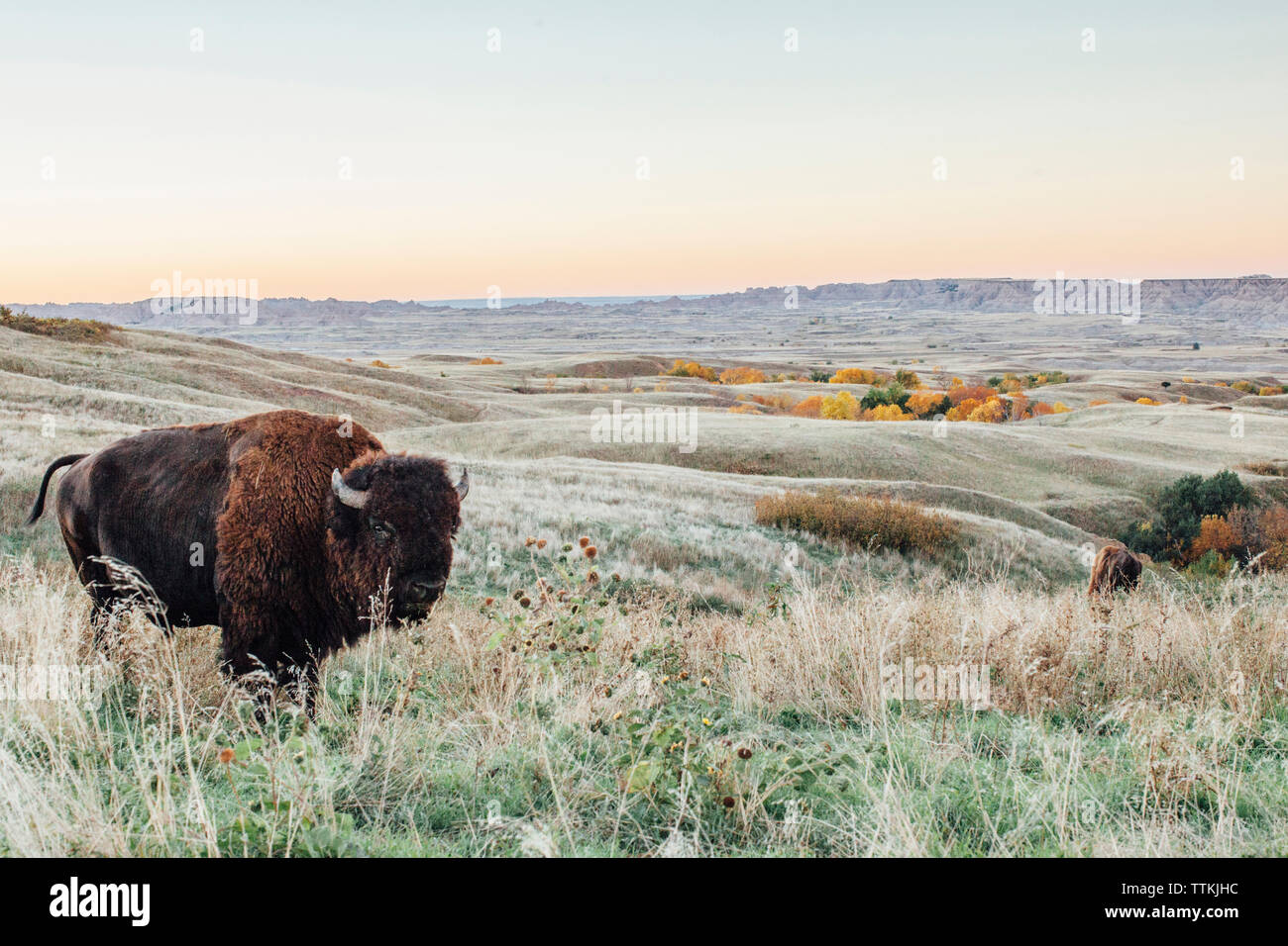 Bison zoology hi-res stock photography and images - Alamy