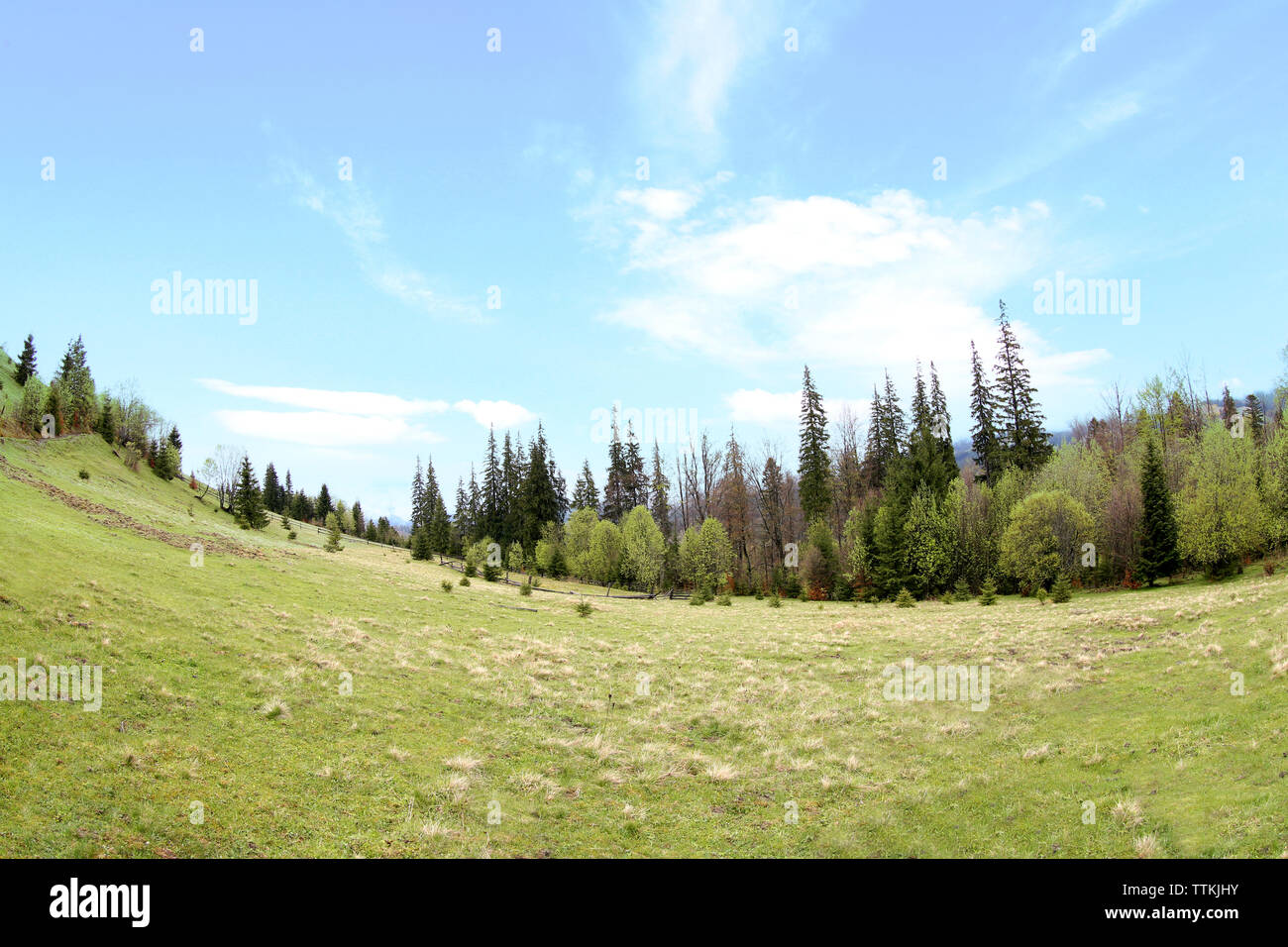 Summer forest on mountain slopes Stock Photo - Alamy