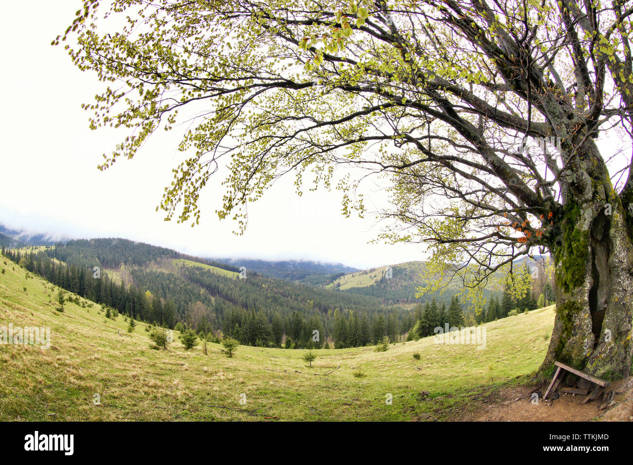 Summer forest on mountain slopes Stock Photo - Alamy