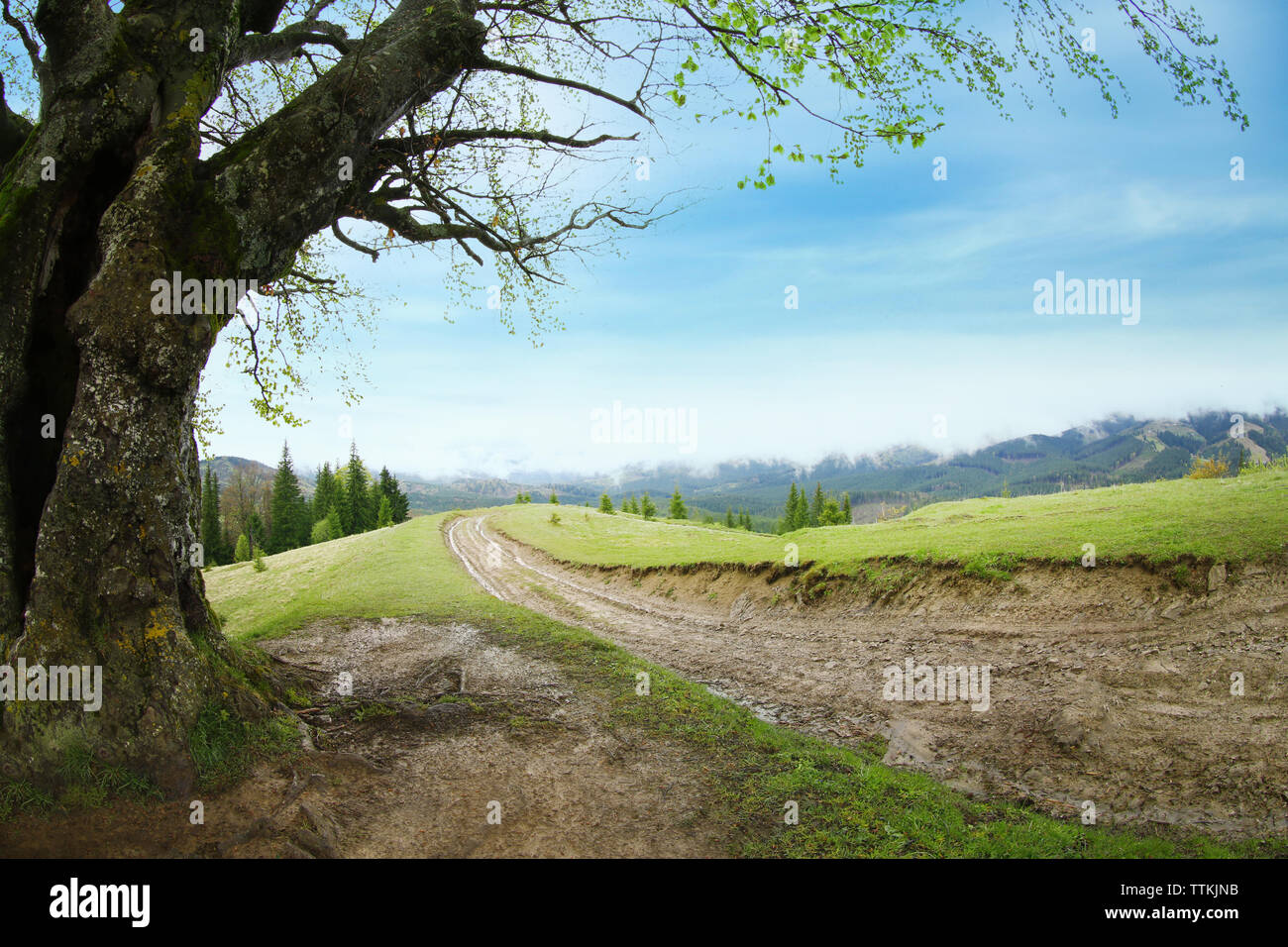 Summer forest on mountain slopes Stock Photo - Alamy