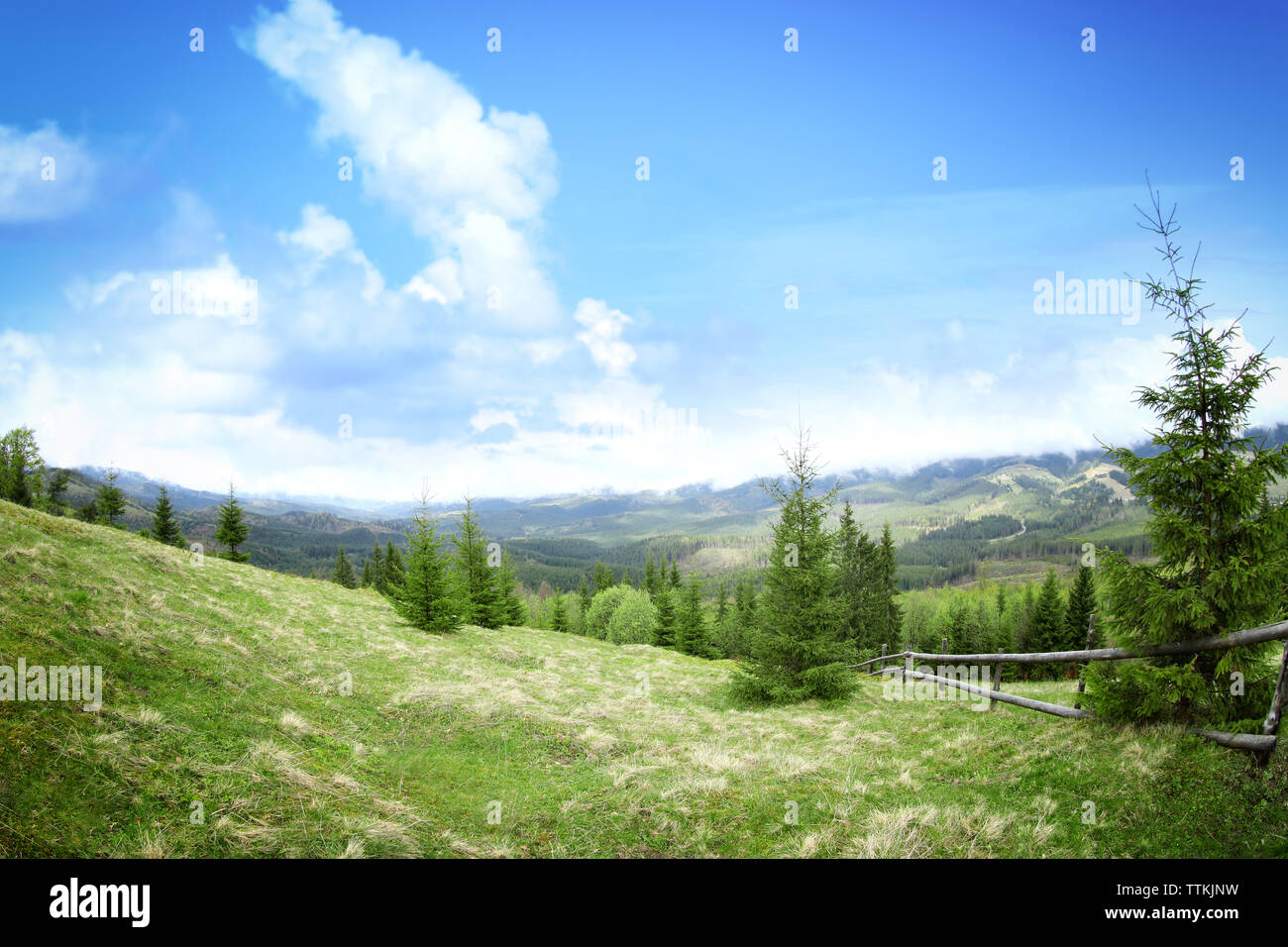 Summer forest on mountain slopes Stock Photo - Alamy