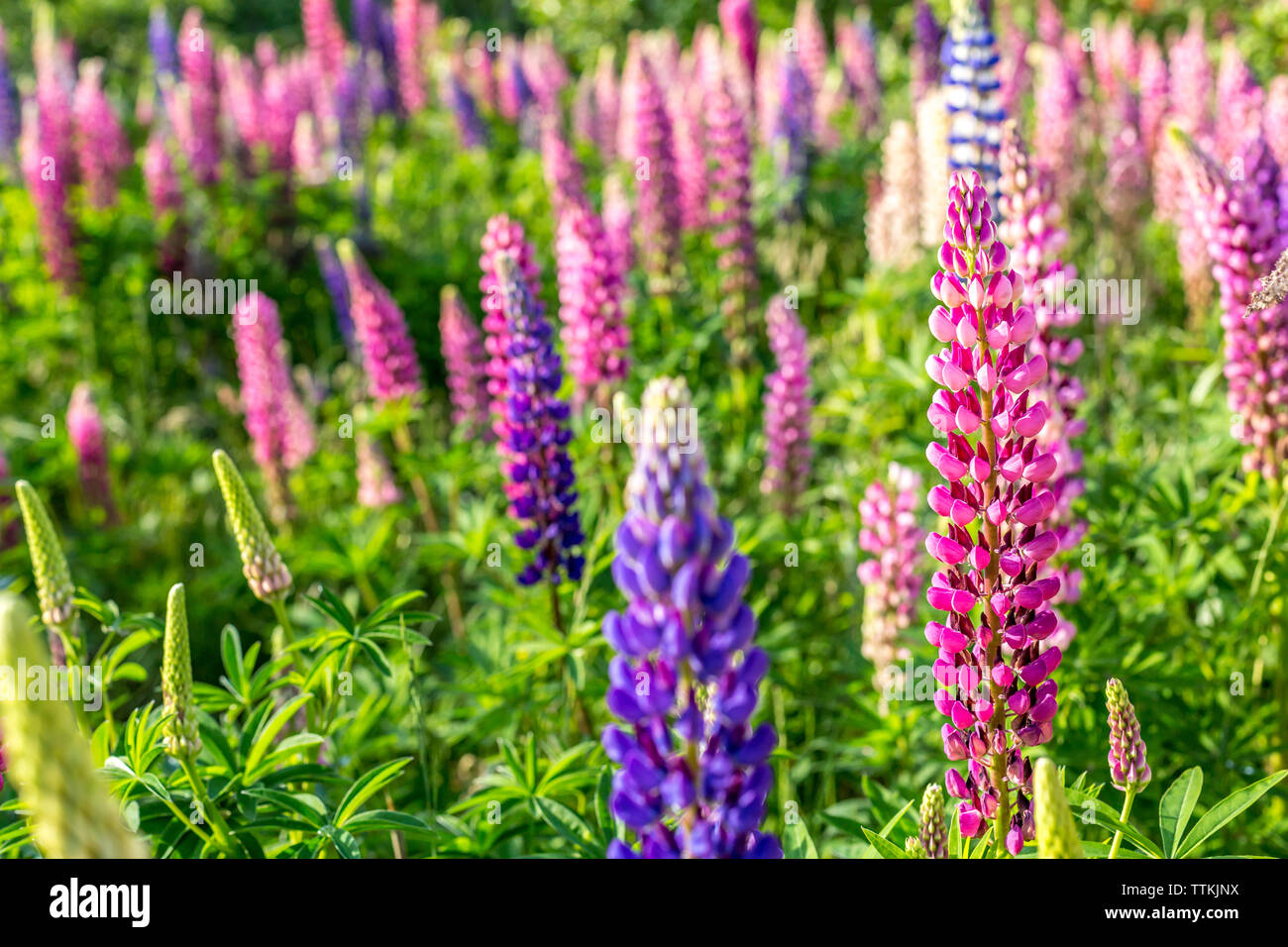 Garden Lupin flowers in spring, Germany Stock Photo - Alamy