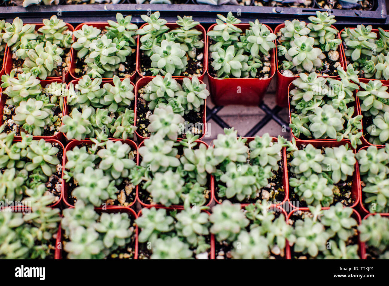 Large leaves succulent hi-res stock photography and images - Alamy