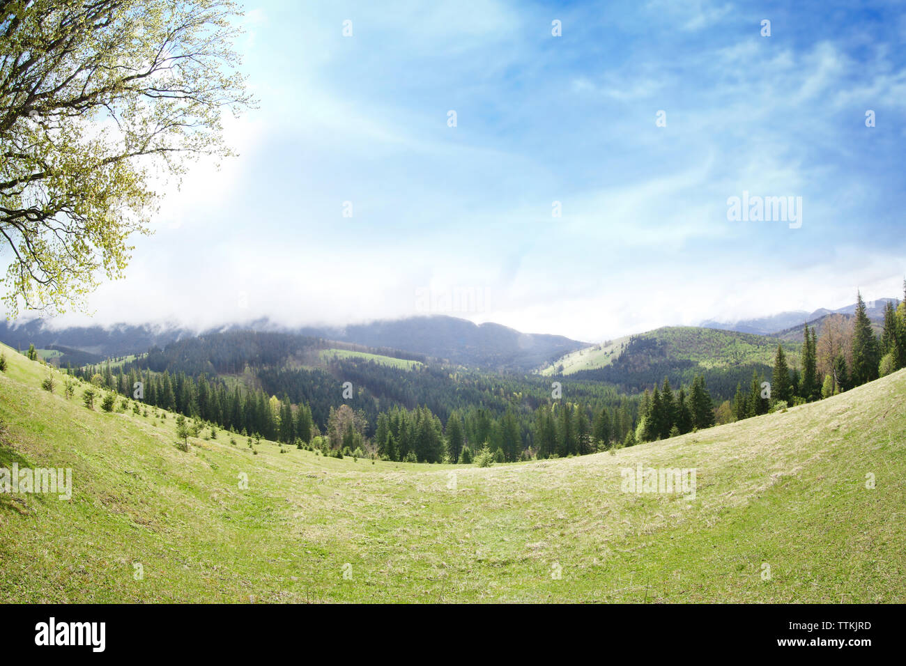 Summer forest on mountain slopes Stock Photo - Alamy