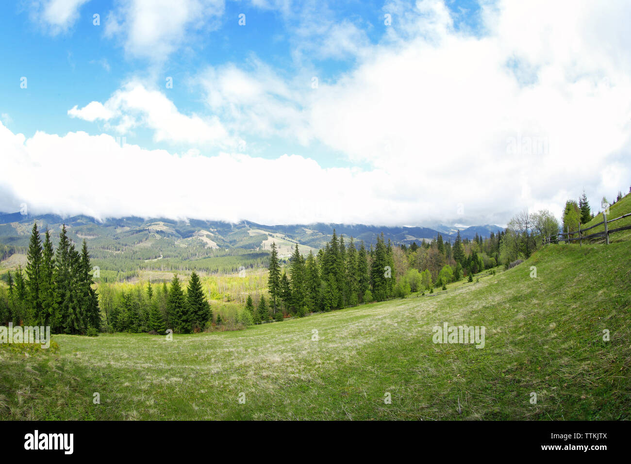 Summer forest on mountain slopes Stock Photo - Alamy