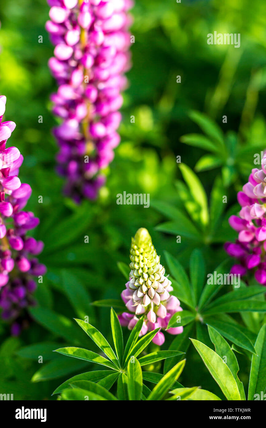 Purple lupins perennials hi-res stock photography and images - Alamy