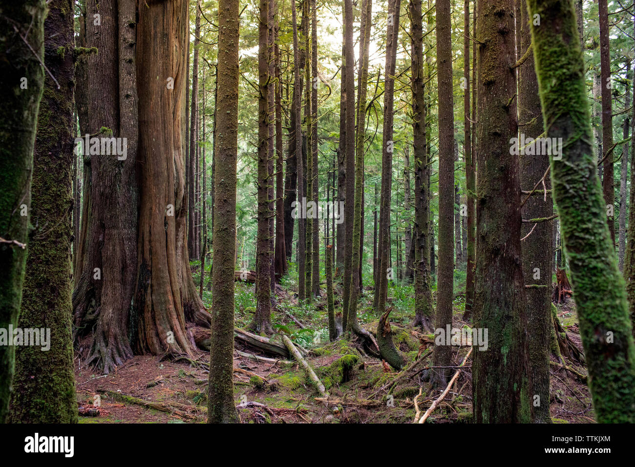 Trees growing at forest Stock Photo - Alamy