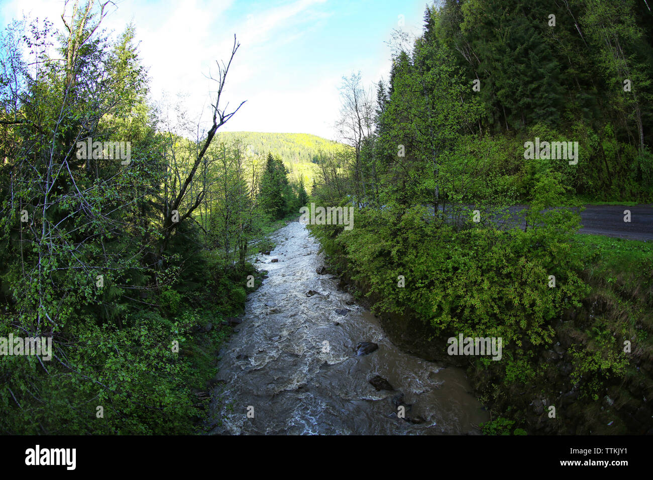 Wide stream in the forest Stock Photo - Alamy
